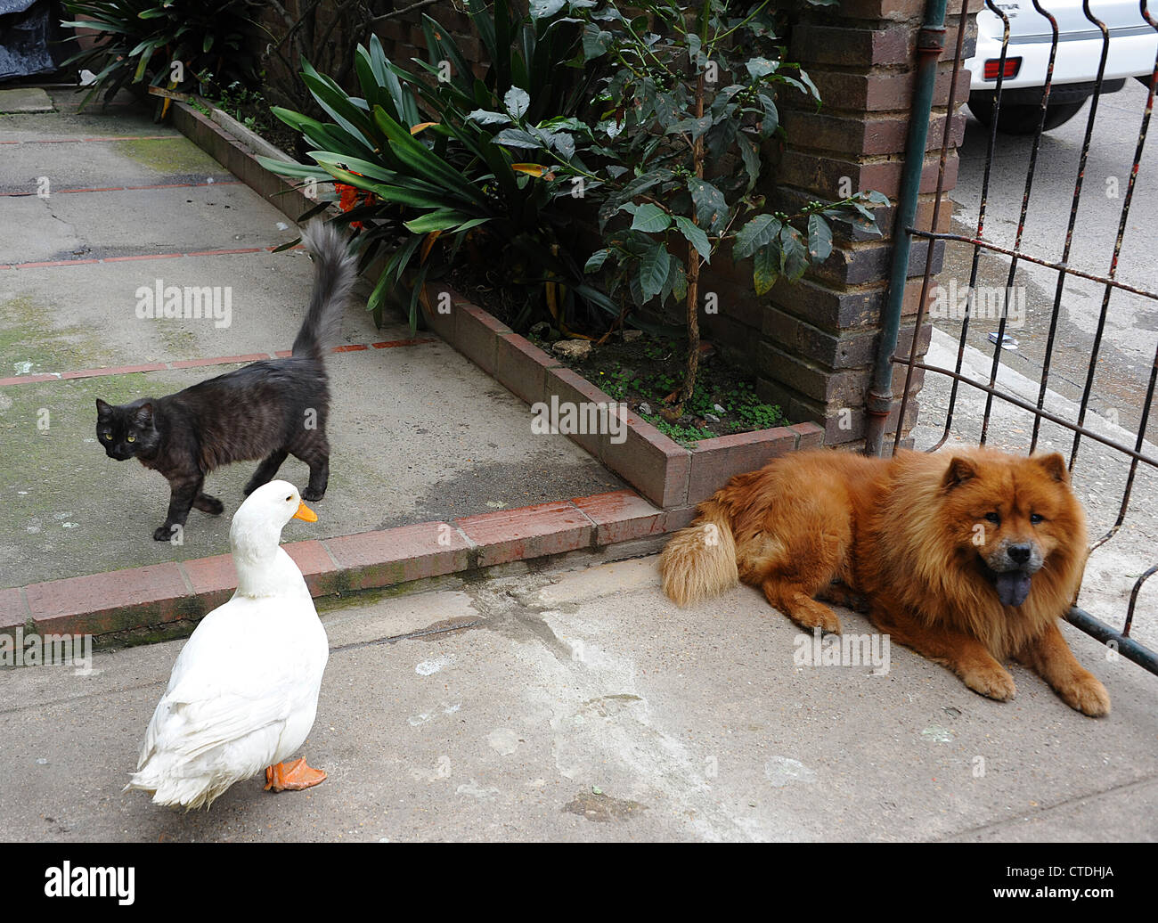 Familia colombia -Fotos und -Bildmaterial in hoher Auflösung – Alamy