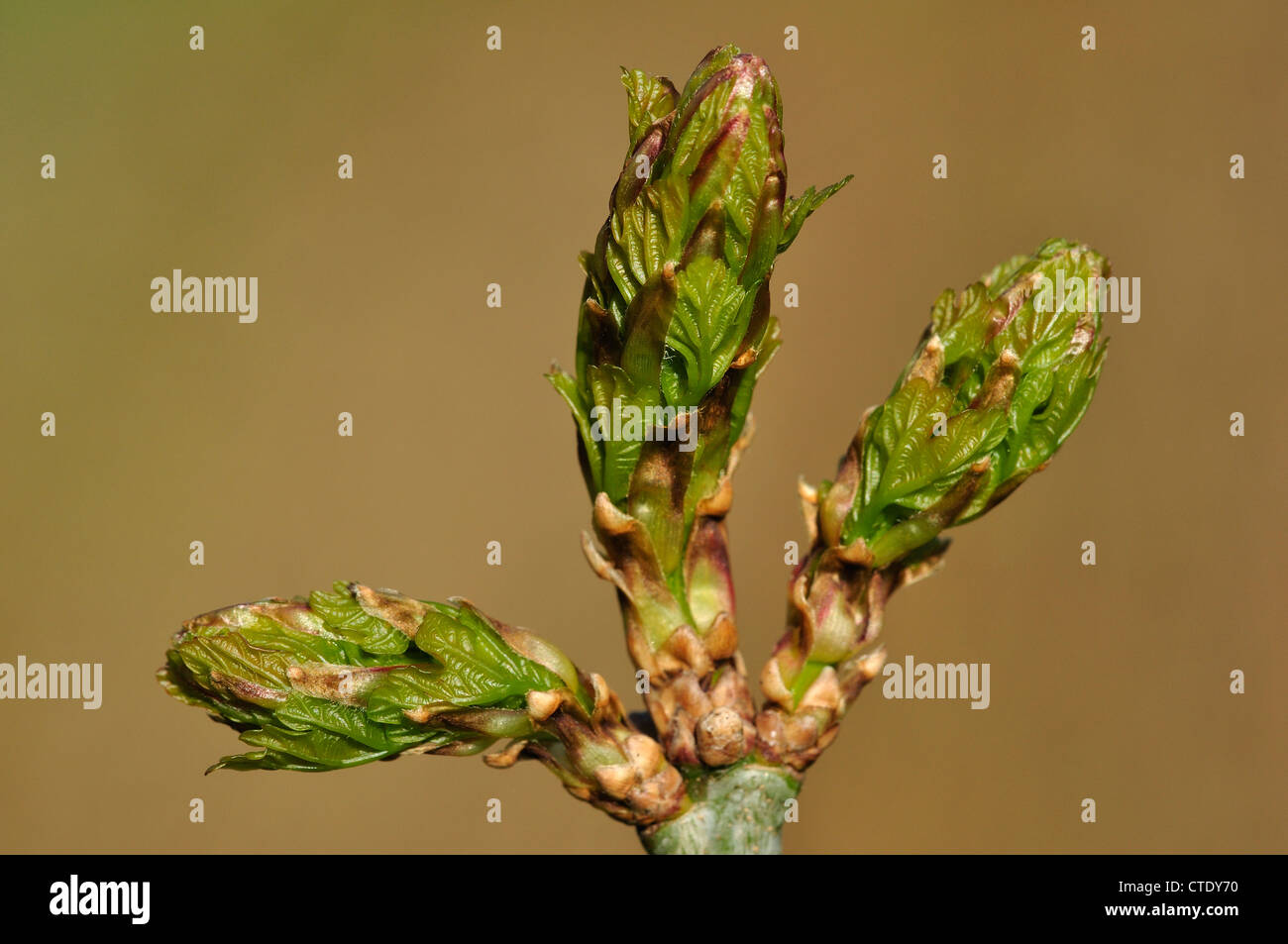 Knospe blatt eiche -Fotos und -Bildmaterial in hoher Auflösung – Alamy
