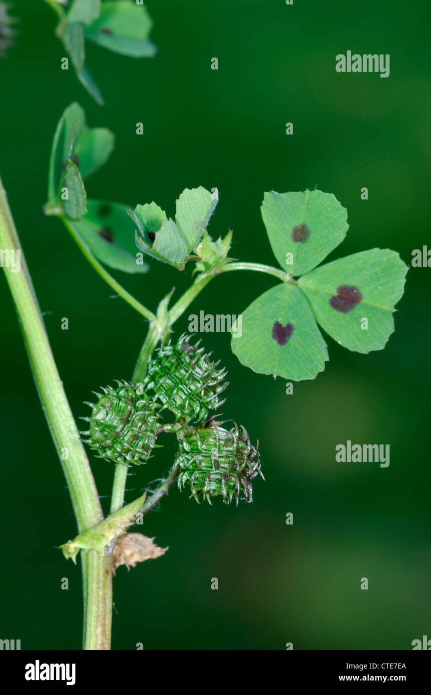 Spotted medick medicago arabica -Fotos und -Bildmaterial in hoher ...