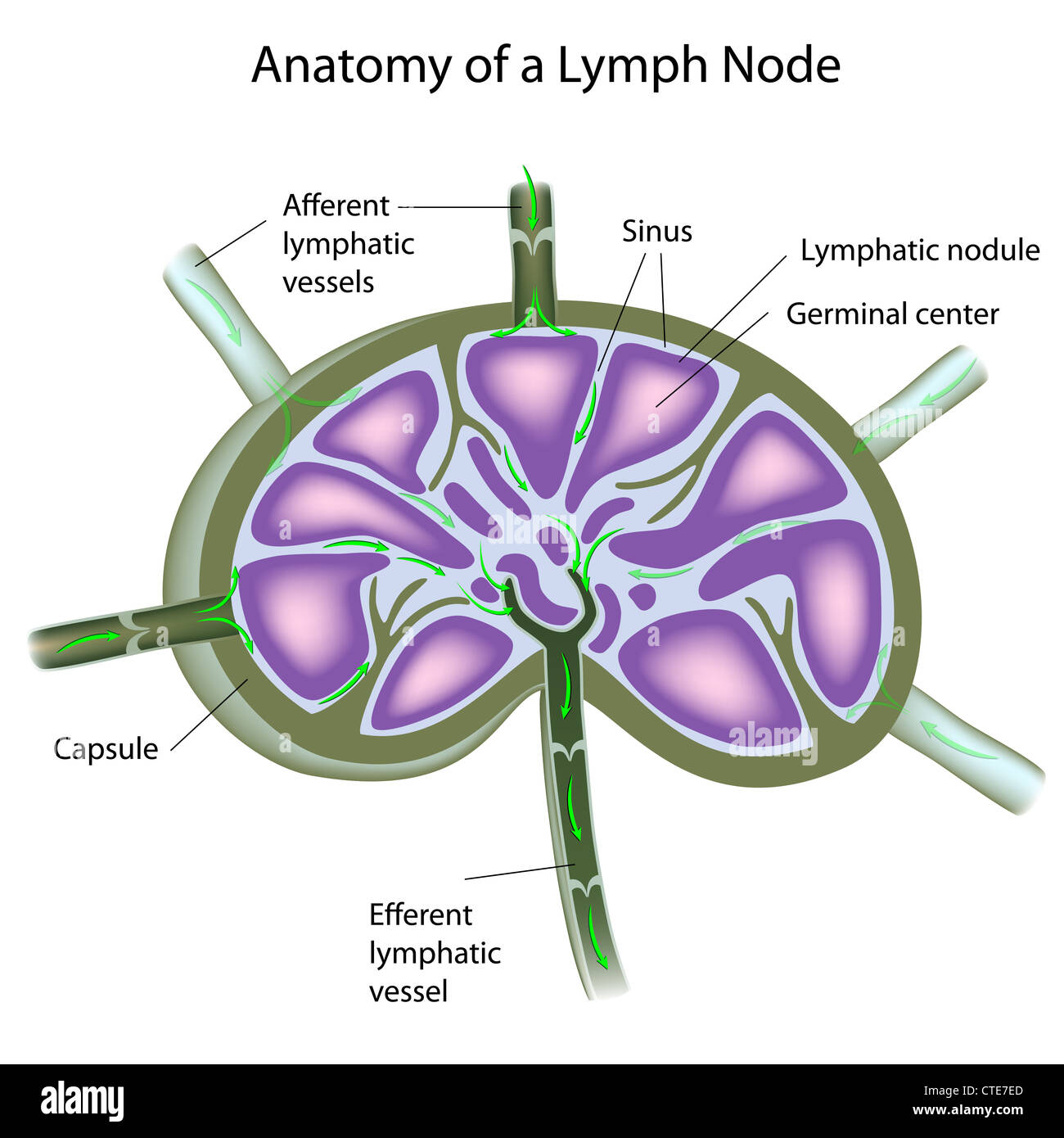 Struktur eines Lymphknotens Stockfotografie - Alamy