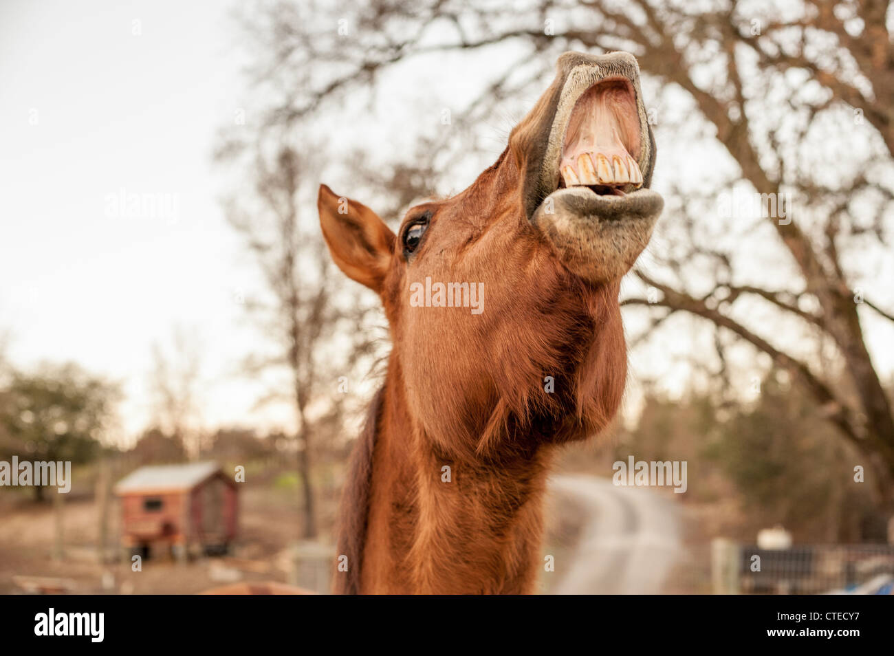 Flehmen Antwort in Corralled Bay Horse Stockfotografie - Alamy