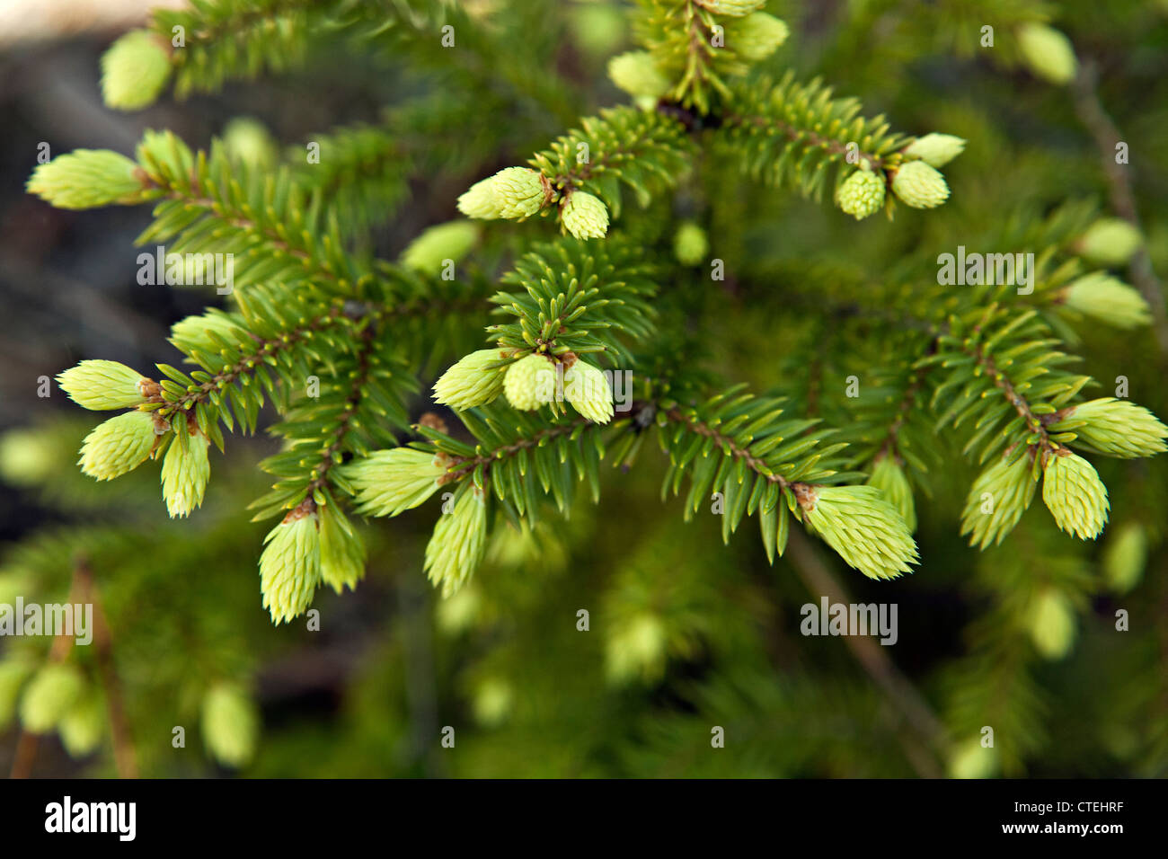 Young spruce tree picea growing -Fotos und -Bildmaterial in hoher ...