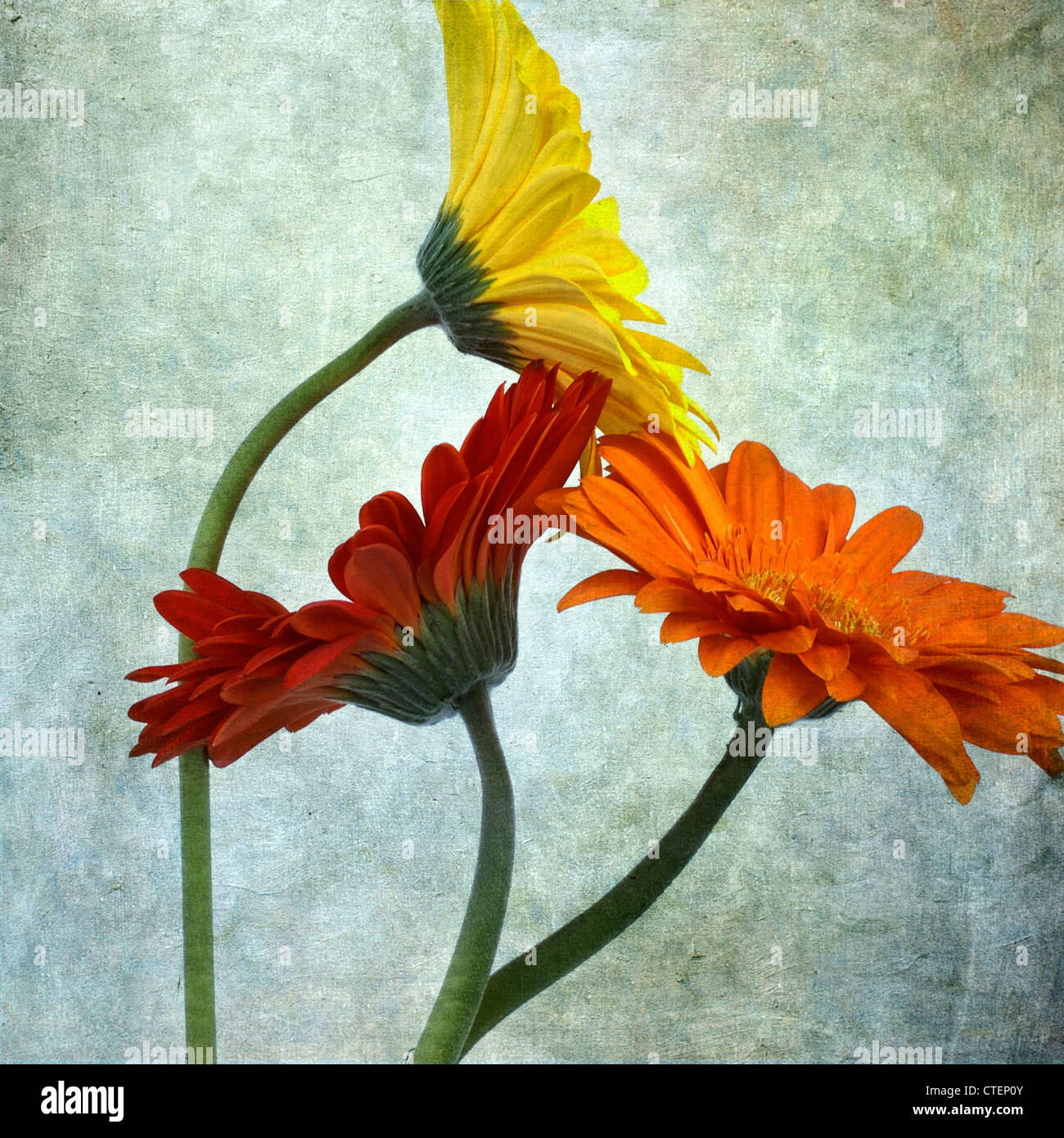 Blumen - gelb, rot und orange Gerbera Blumen, Vintage-Look ...