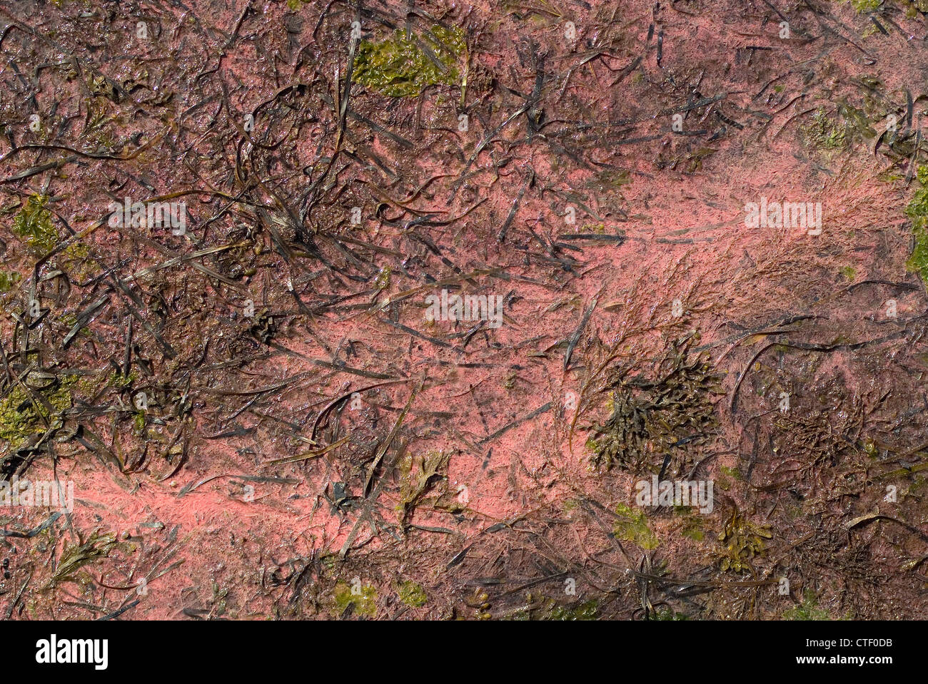 Algenflora -Fotos und -Bildmaterial in hoher Auflösung – Alamy