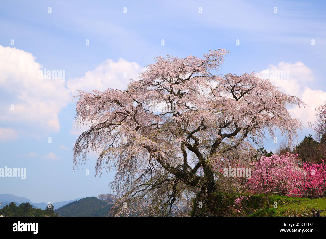 Name ist Matabeezakura alten Kirschbaum, Nara, Japan Stockfotografie ...