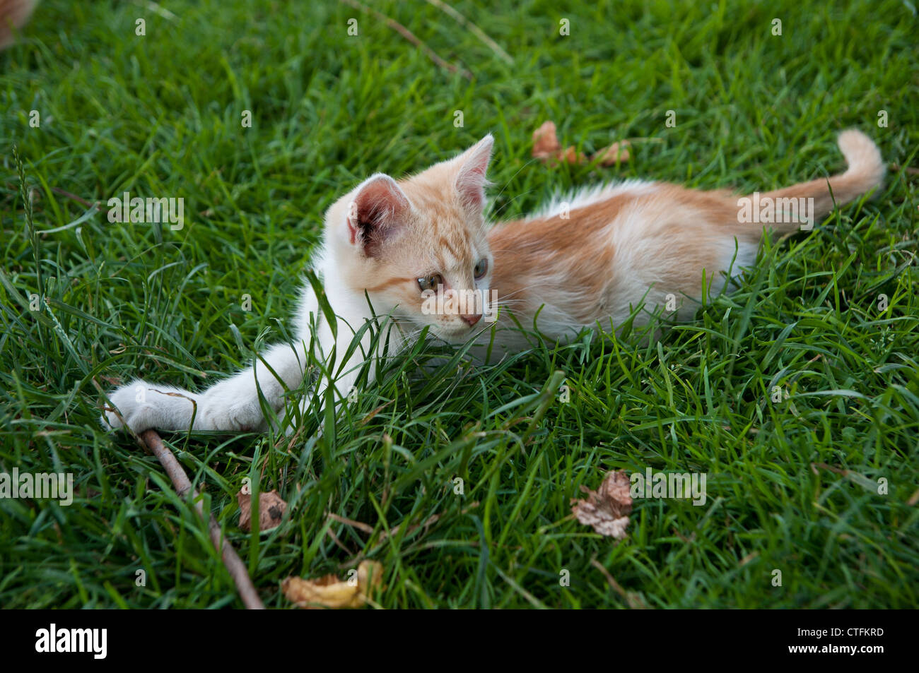 Kitty young -Fotos und -Bildmaterial in hoher Auflösung – Alamy