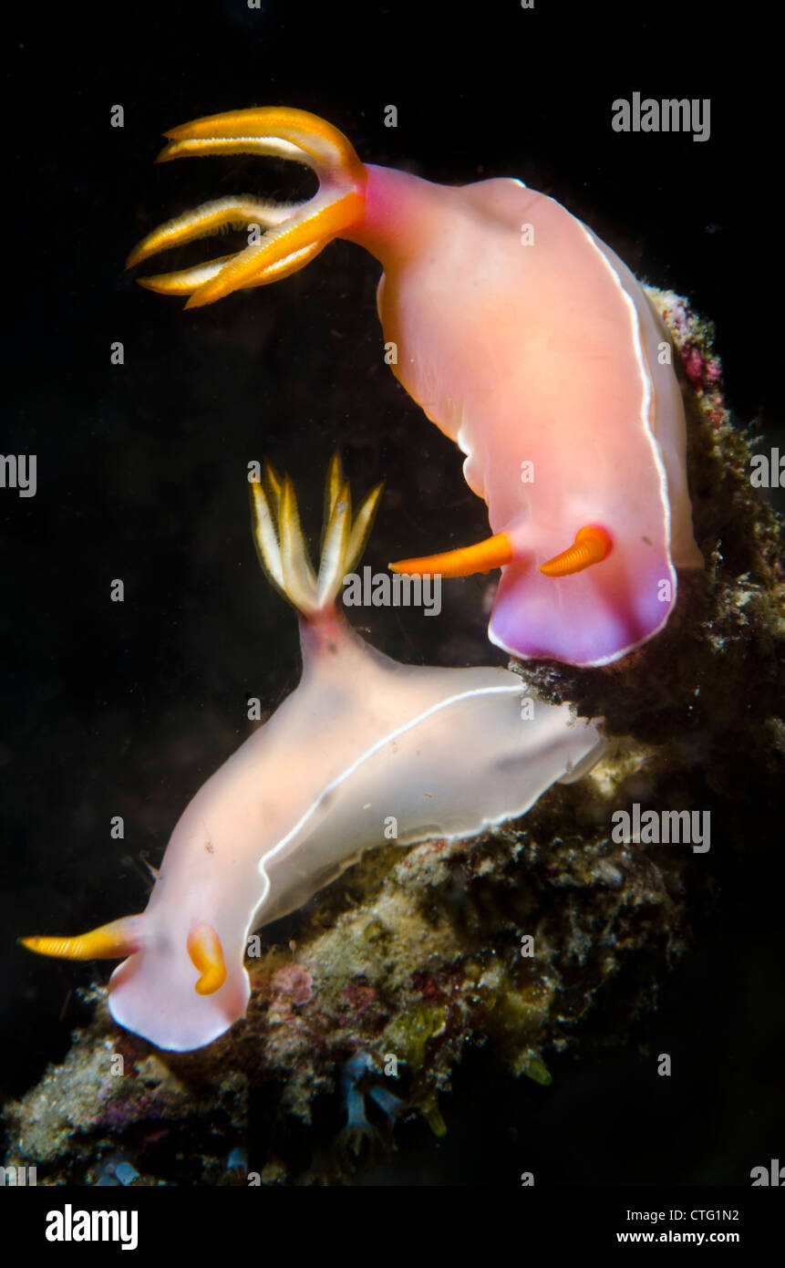 Nationalpark rinca komodo -Fotos und -Bildmaterial in hoher Auflösung ...