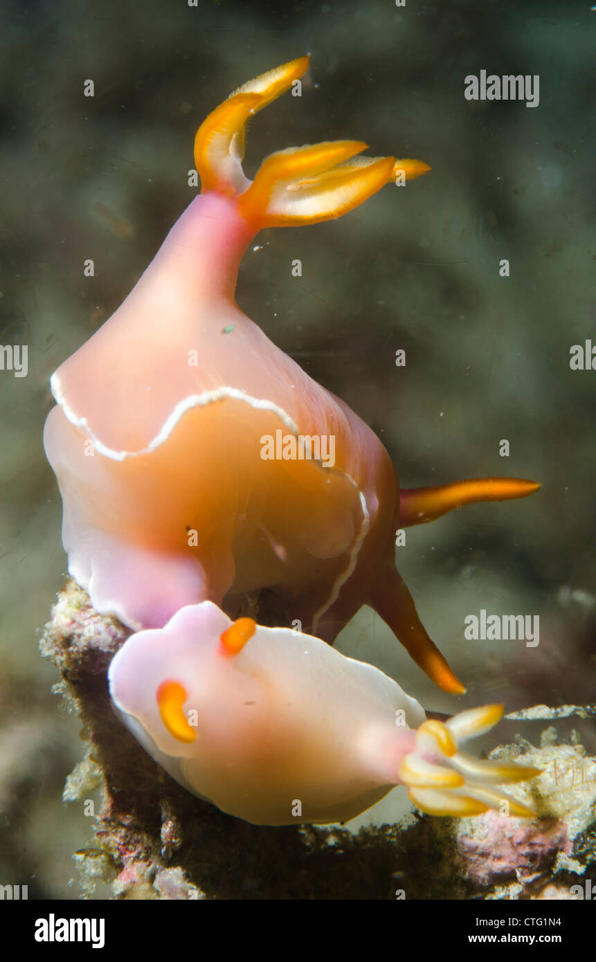 Nationalpark rinca komodo -Fotos und -Bildmaterial in hoher Auflösung ...