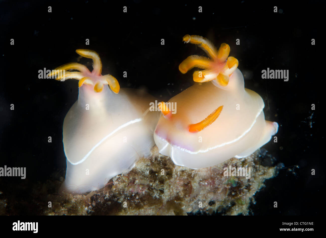 Nacktschnecke komodo -Fotos und -Bildmaterial in hoher Auflösung – Alamy