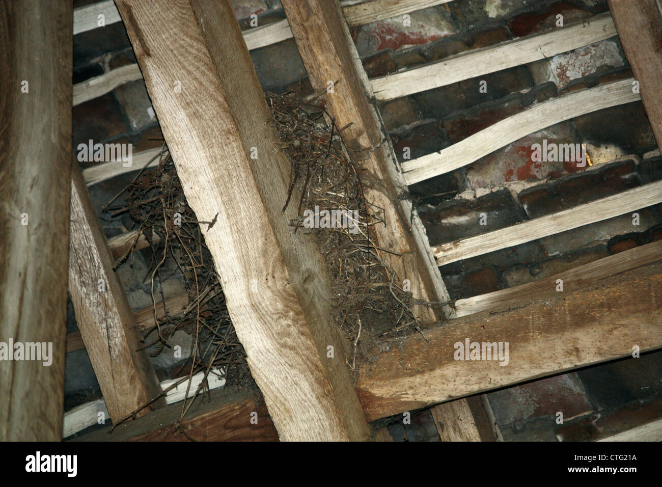 Swallows nest -Fotos und -Bildmaterial in hoher Auflösung – Alamy