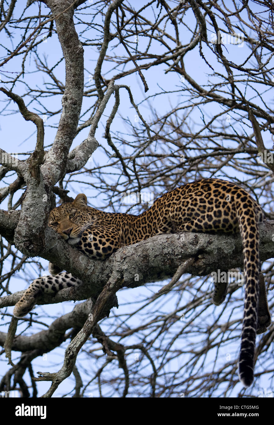 Leopard sitzende safari kenia -Fotos und -Bildmaterial in hoher ...