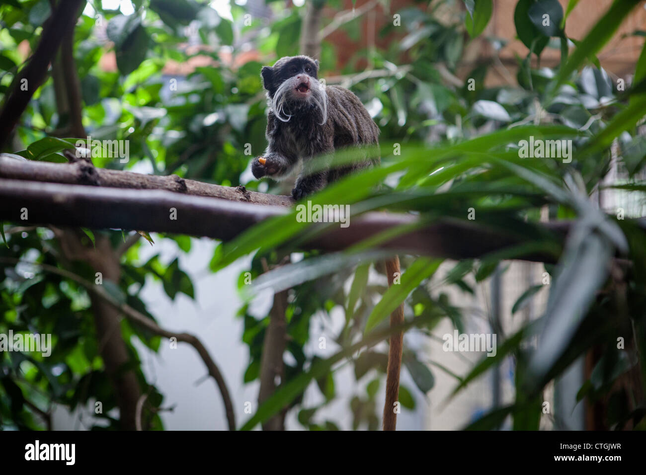 Kaiser Tamarin, Saguinus Imperator, im Baum im Giardino Zoologico di ...