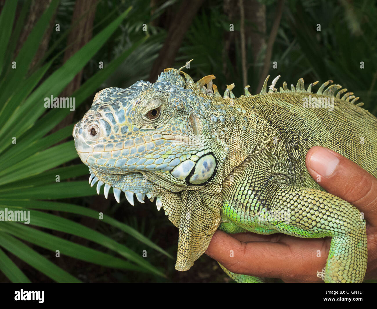 Leguan riviera maya -Fotos und -Bildmaterial in hoher Auflösung – Alamy