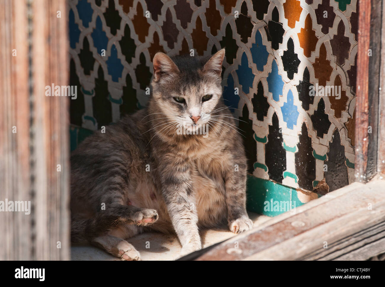 Katze in der Sonne auf die Medersa Bou Inania in alten Fes, Marokko ...