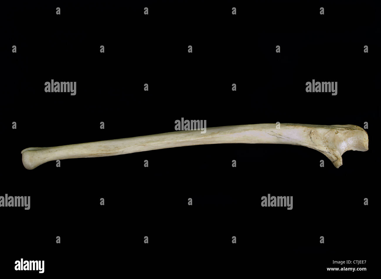 Ortho Stockfotos & Ortho Bilder - Alamy