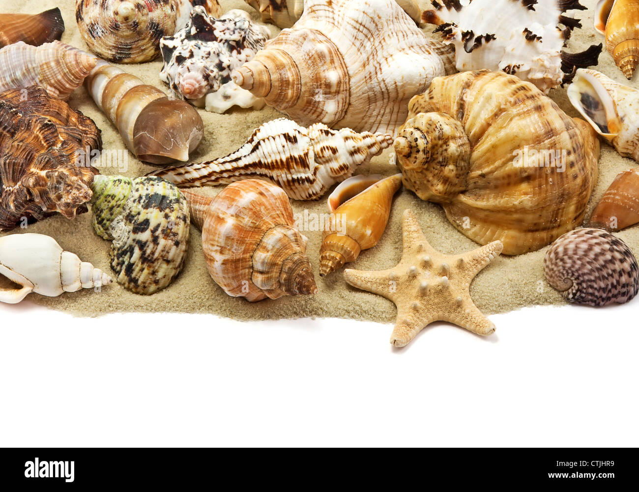 Nautilus shell hintergrund -Fotos und -Bildmaterial in hoher Auflösung ...