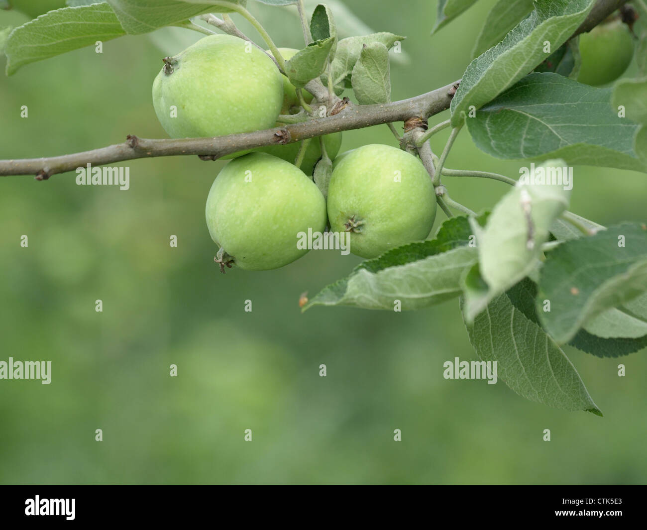 Äpfel auf einem Apfelbaum / Äpfel ein Einem Apfelbaum Stockfotografie ...