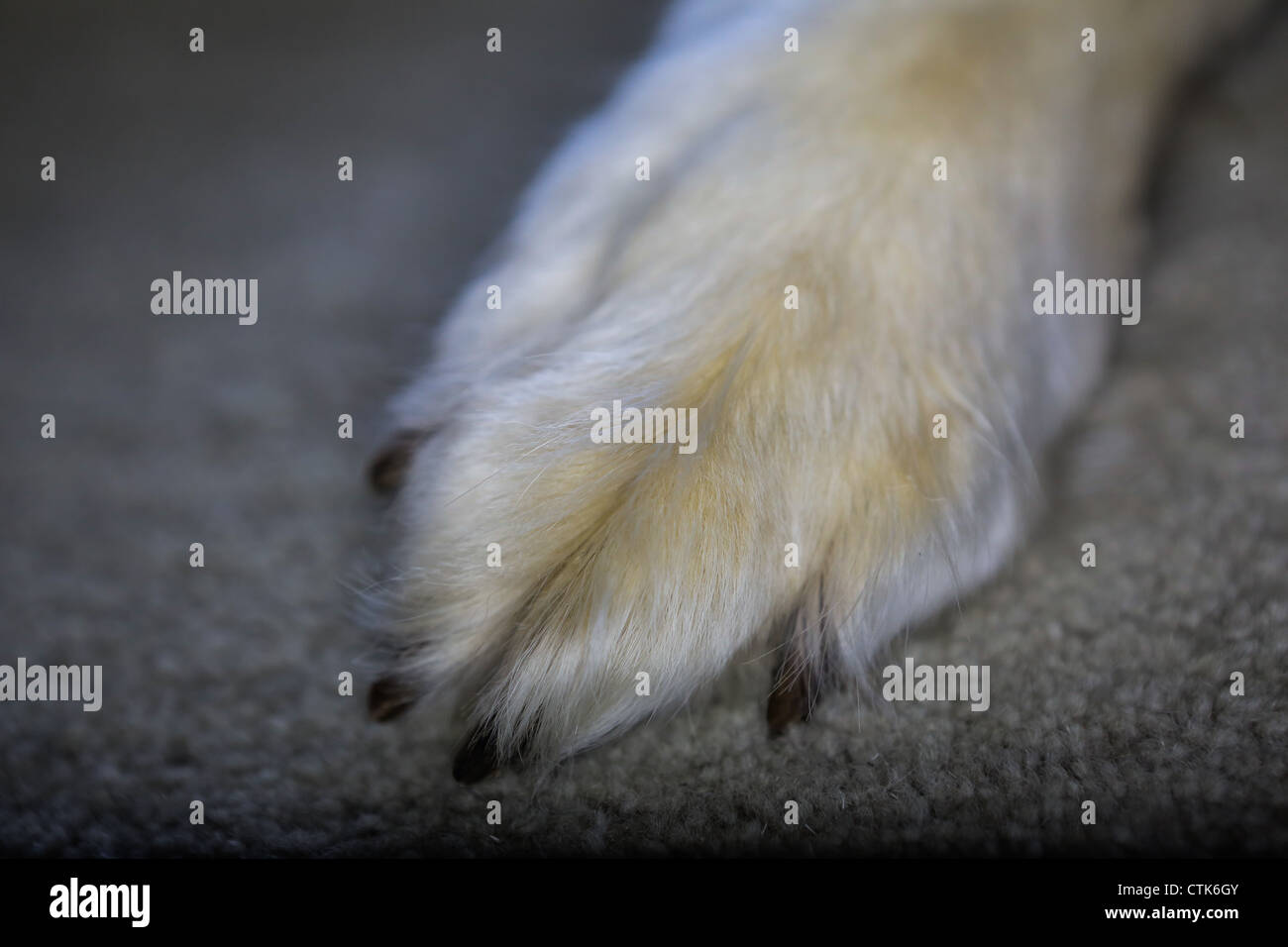 Paws pads -Fotos und -Bildmaterial in hoher Auflösung – Alamy