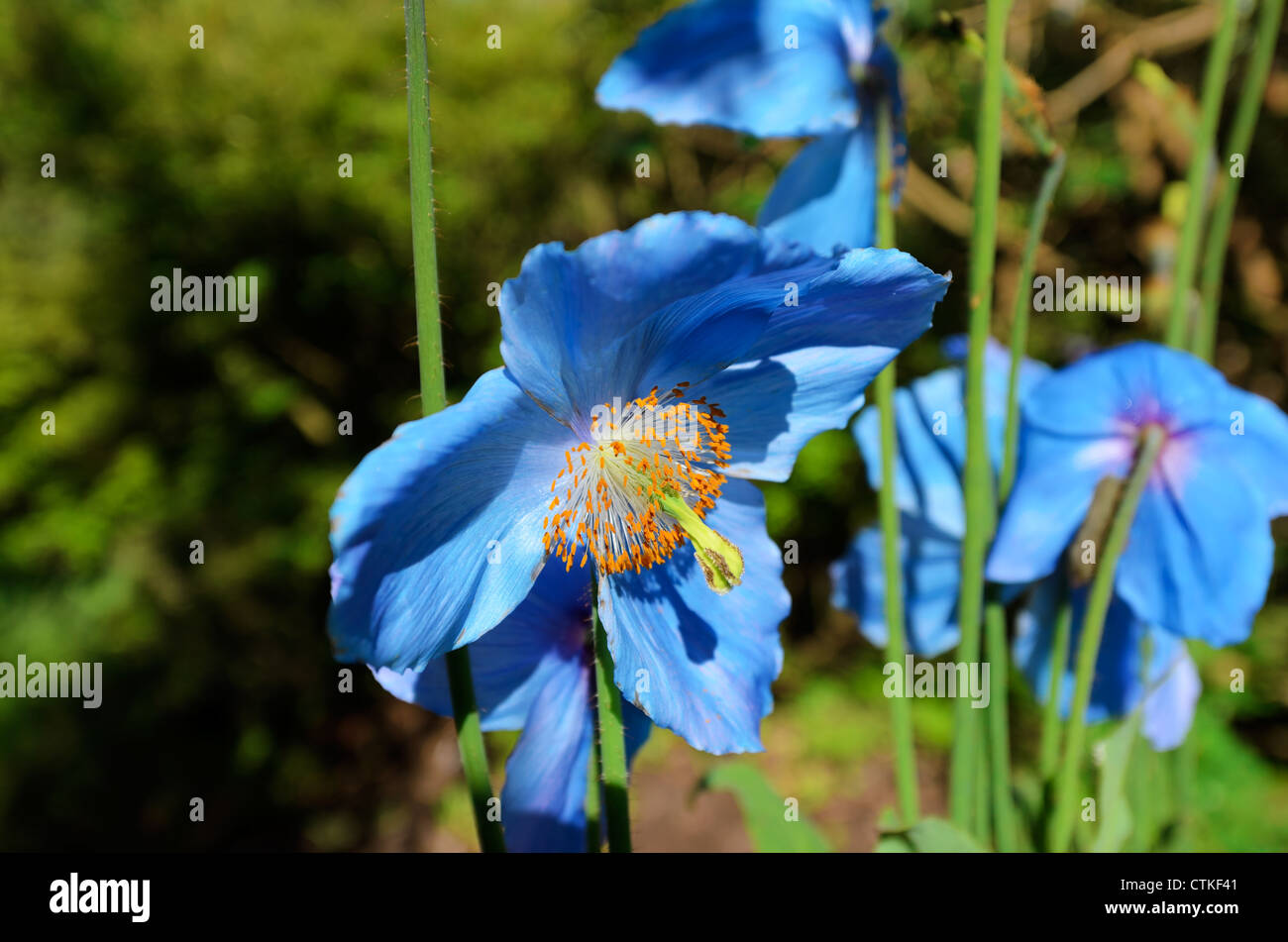 Meconopsis jimmy bayne -Fotos und -Bildmaterial in hoher Auflösung – Alamy