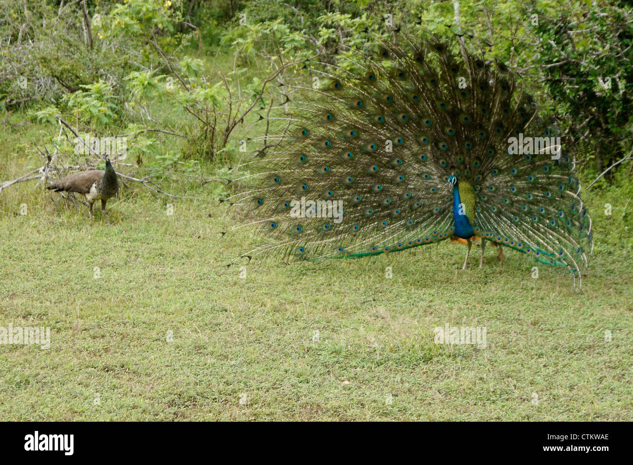 Female peahen -Fotos und -Bildmaterial in hoher Auflösung – Alamy
