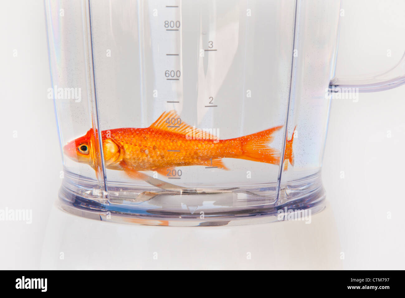 Goldfisch mixer -Fotos und -Bildmaterial in hoher Auflösung – Alamy