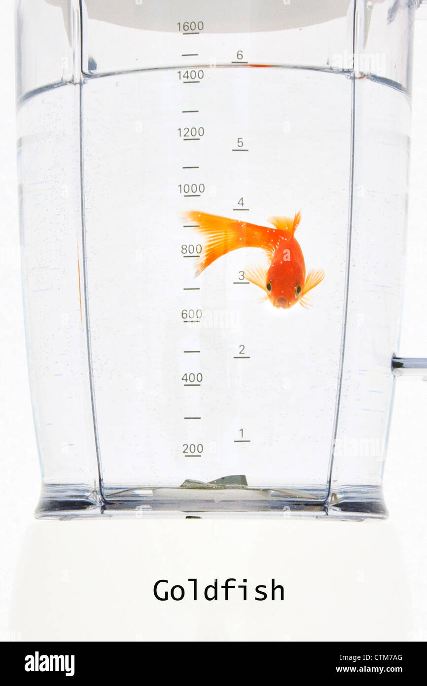Goldfisch mixer -Fotos und -Bildmaterial in hoher Auflösung – Alamy