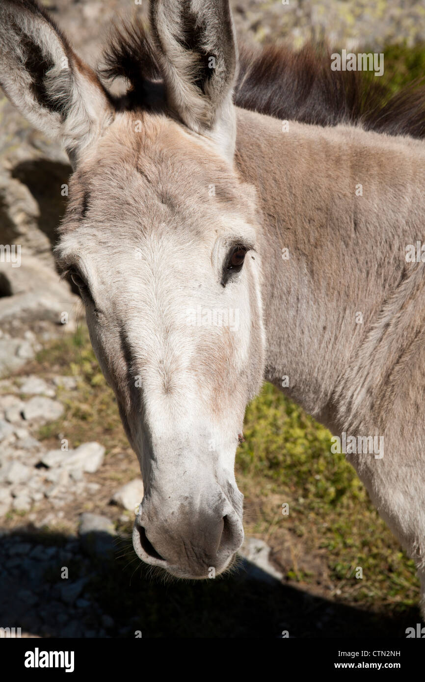 Esel berg -Fotos und -Bildmaterial in hoher Auflösung – Alamy