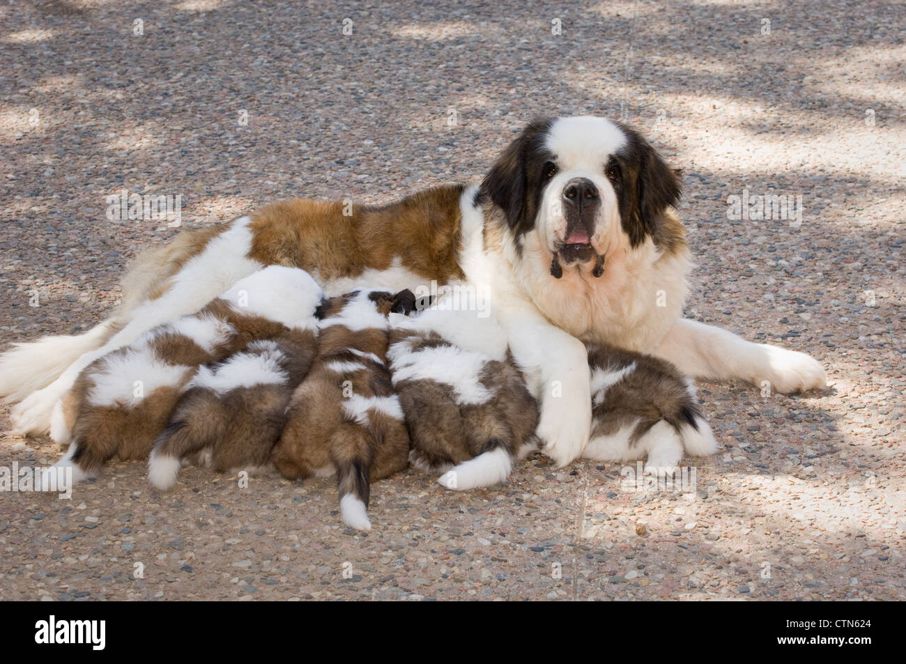 Bernhardiner welpen -Fotos und -Bildmaterial in hoher Auflösung – Alamy