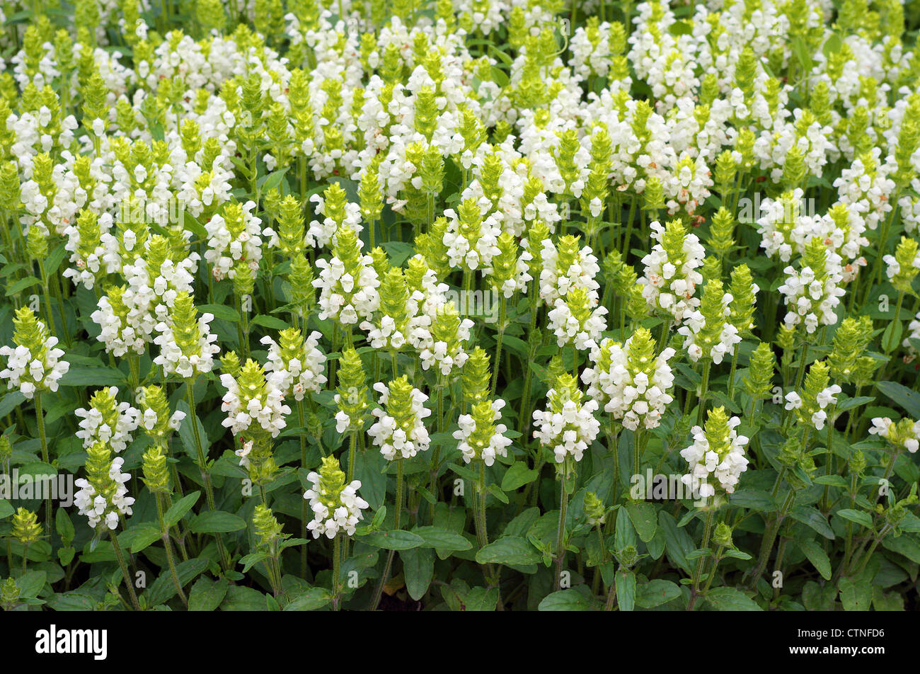 Lieblichkeit prunella grandiflora -Fotos und -Bildmaterial in hoher ...