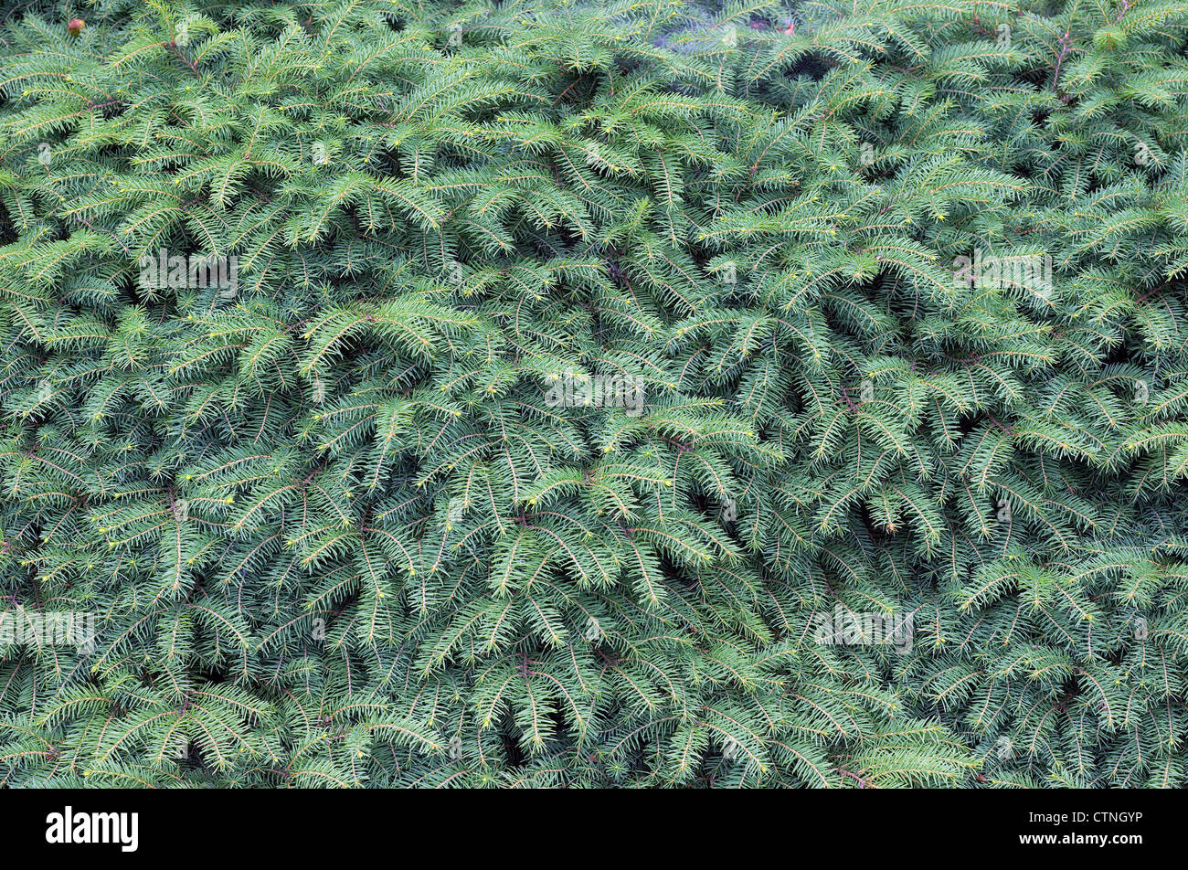 Picea abies tree -Fotos und -Bildmaterial in hoher Auflösung – Alamy