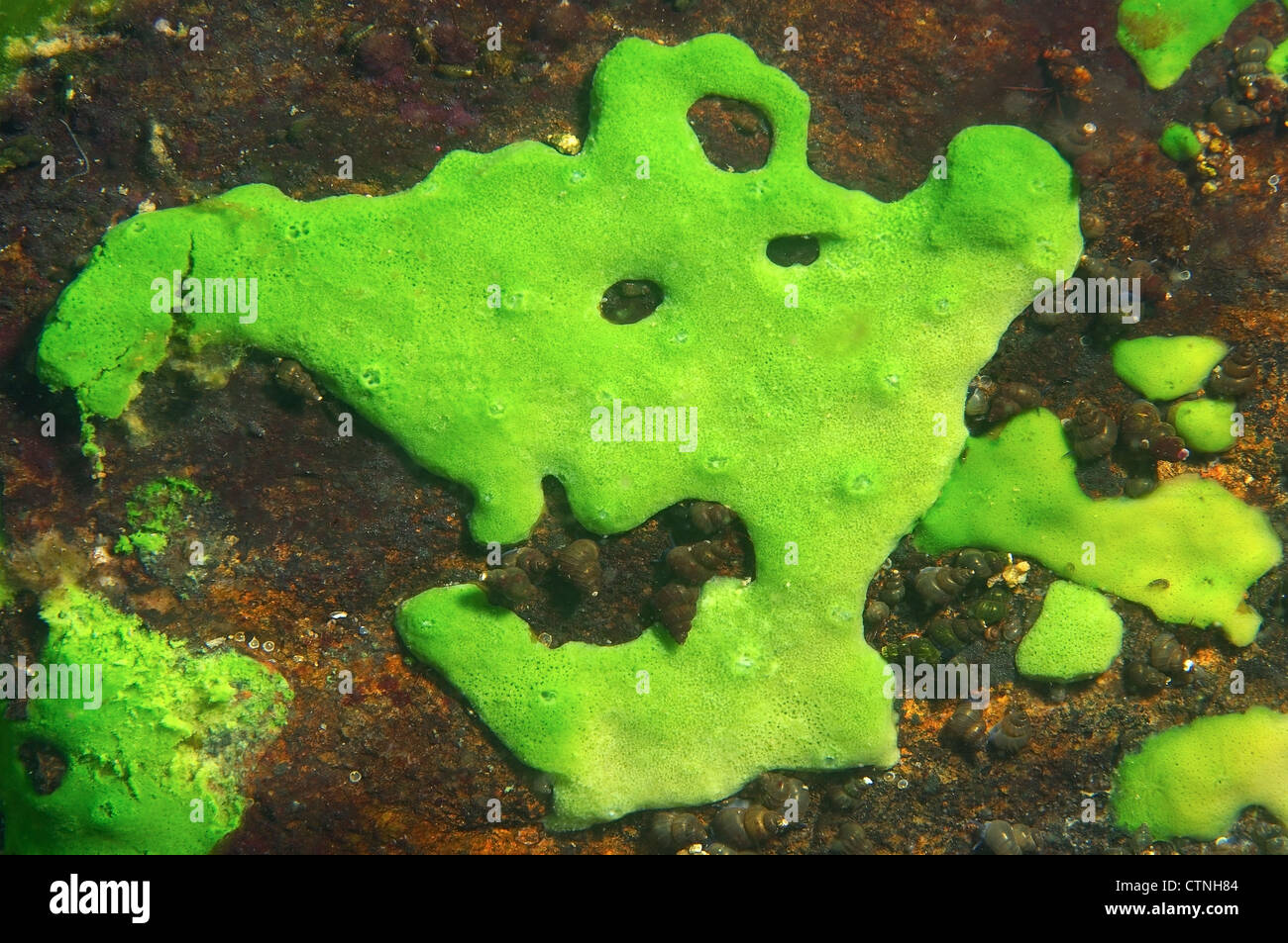 Baikalsee schwamm -Fotos und -Bildmaterial in hoher Auflösung – Alamy