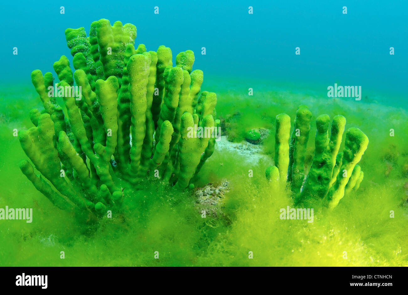 Baikalsee schwamm -Fotos und -Bildmaterial in hoher Auflösung – Alamy