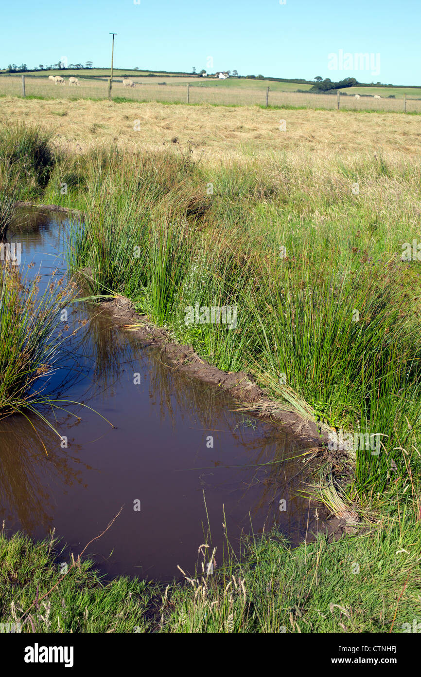 Biberdamm im wasser -Fotos und -Bildmaterial in hoher Auflösung – Alamy