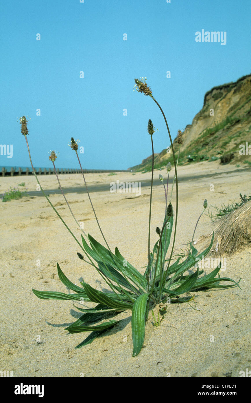 Plantago lanceolata path -Fotos und -Bildmaterial in hoher Auflösung ...