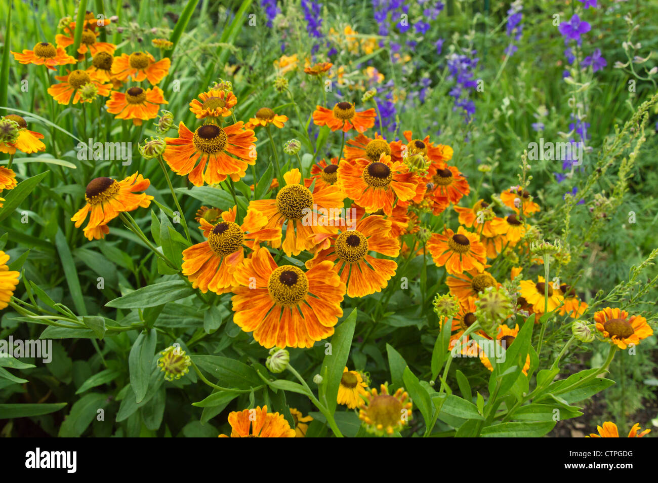 Helenium hybride -Fotos und -Bildmaterial in hoher Auflösung – Alamy