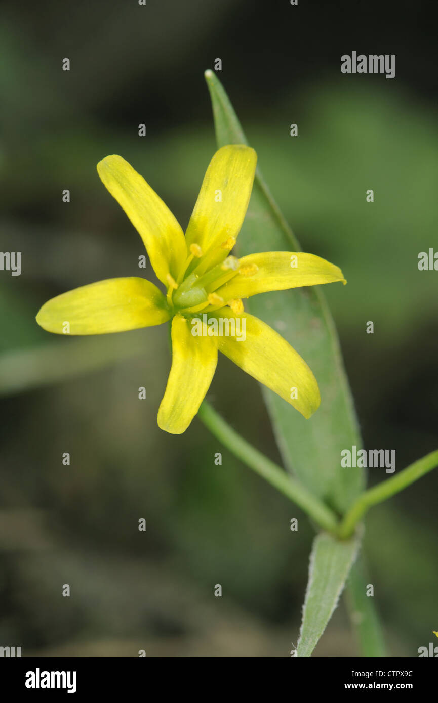 Stern von bethlehem -Fotos und -Bildmaterial in hoher Auflösung – Alamy