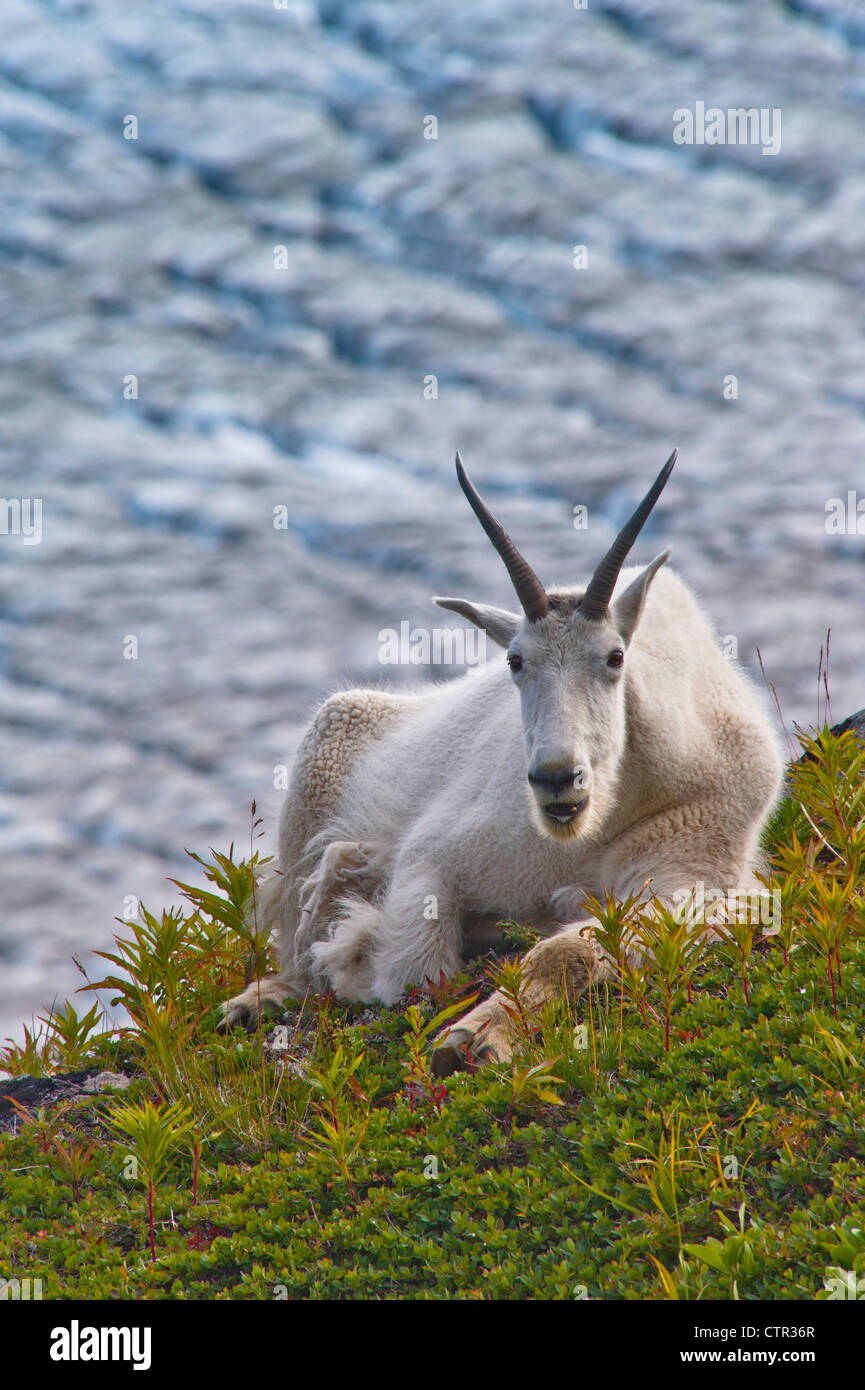 Ziege am berg -Fotos und -Bildmaterial in hoher Auflösung – Alamy