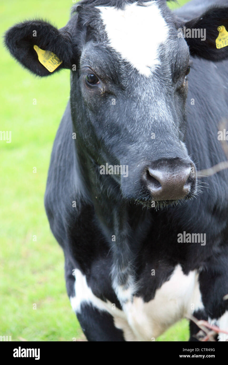 Dairy cattle -Fotos und -Bildmaterial in hoher Auflösung – Alamy