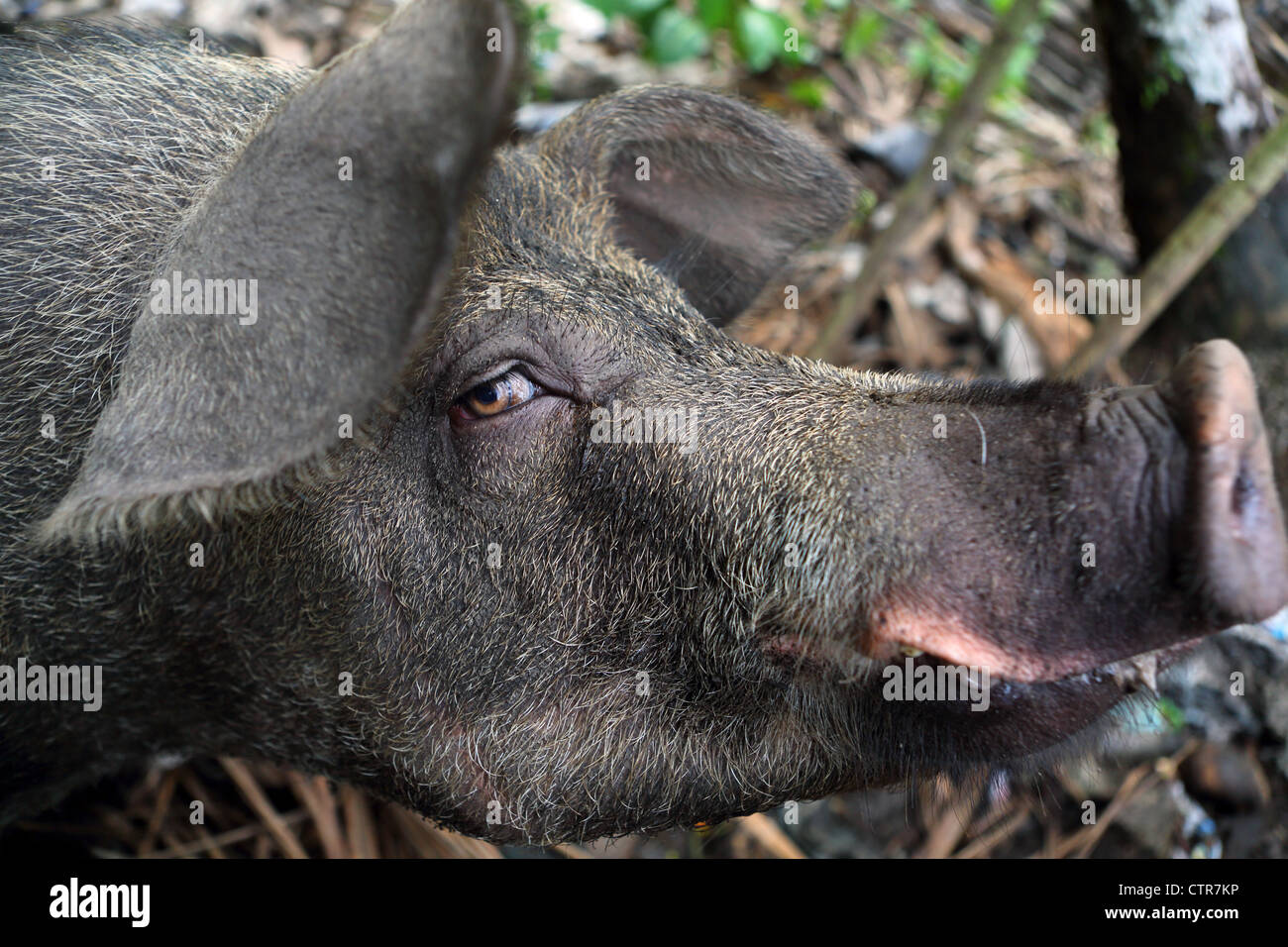 Keiler schwein -Fotos und -Bildmaterial in hoher Auflösung – Alamy