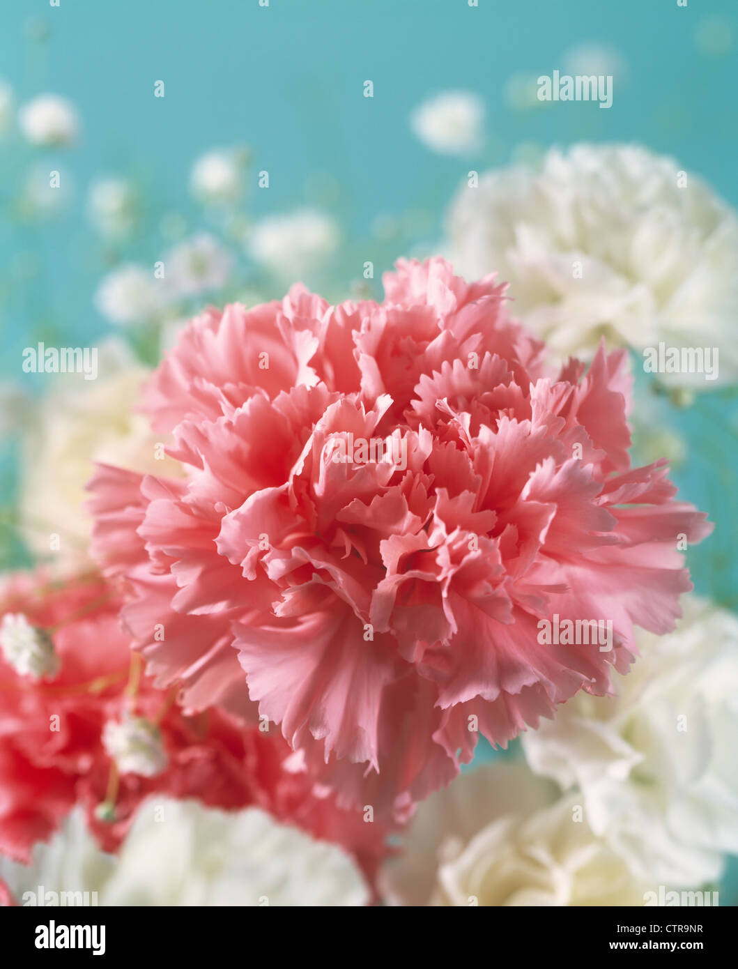 Gypsophila sorte -Fotos und -Bildmaterial in hoher Auflösung – Alamy