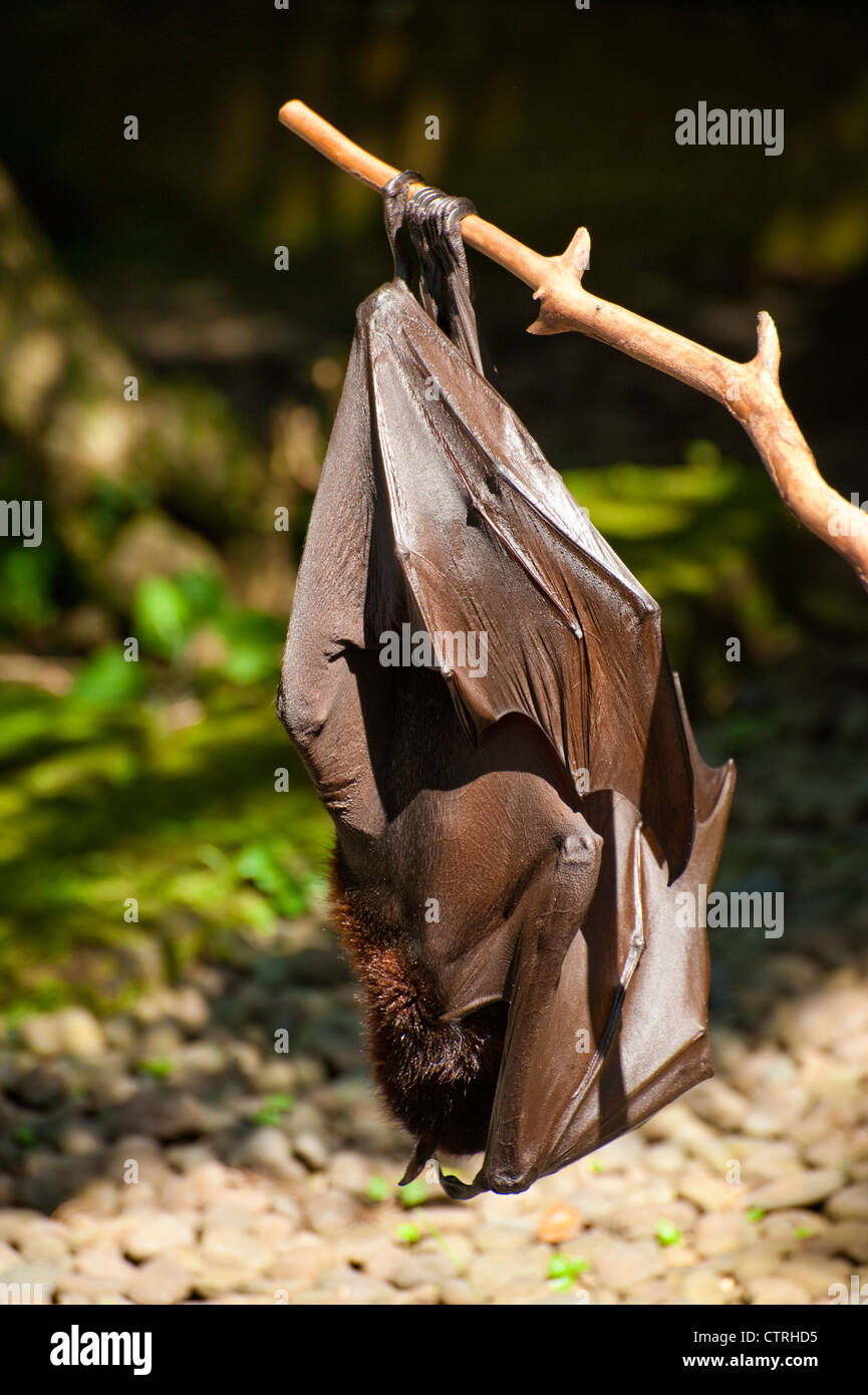 A Obst Fledermaus, oder wie es manchmal genannt, eine Flying Fox, hängt ...