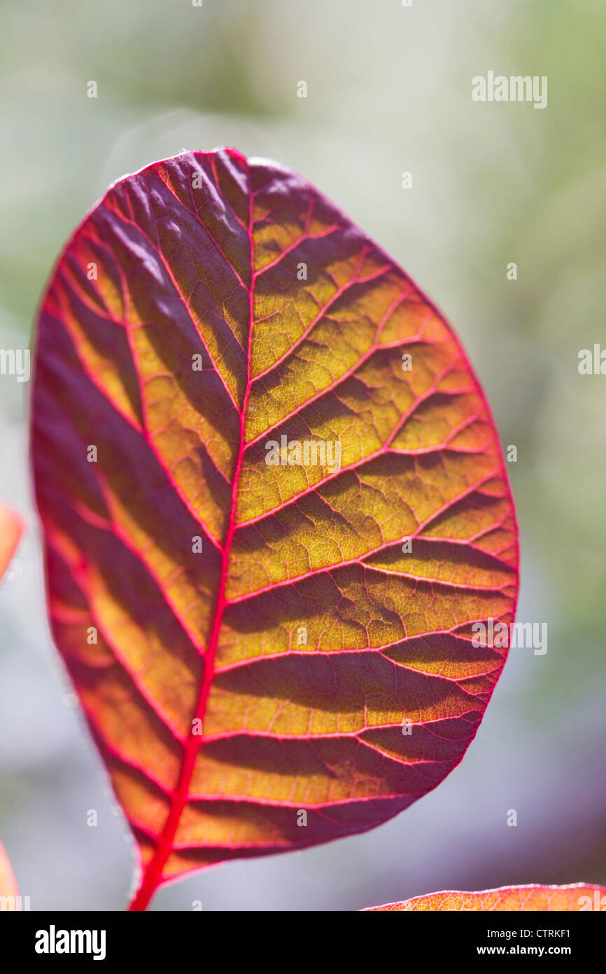 Cotinus coggygria smoke tree or venetian sumac -Fotos und -Bildmaterial ...