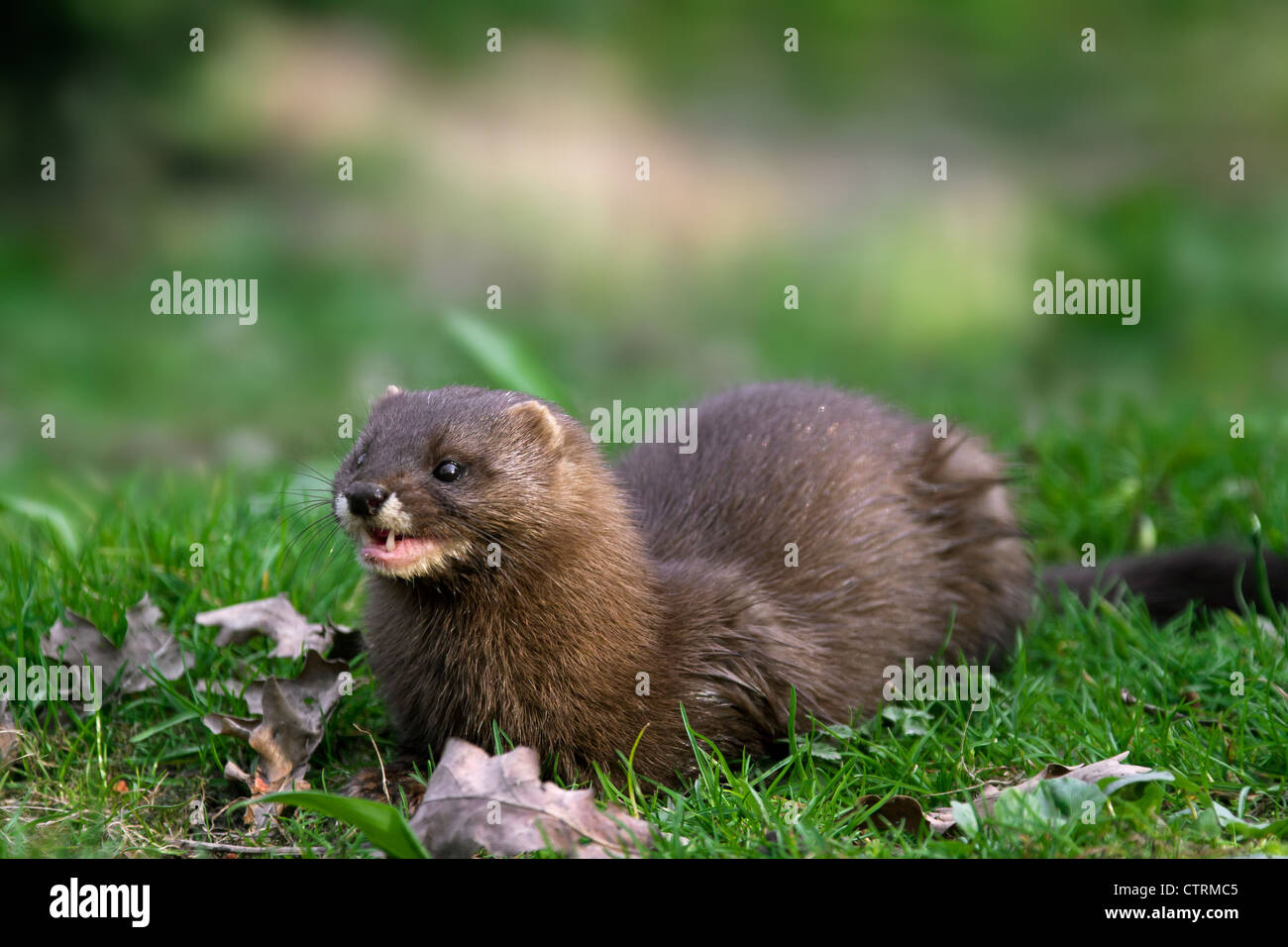 Russischer nerz -Fotos und -Bildmaterial in hoher Auflösung – Alamy