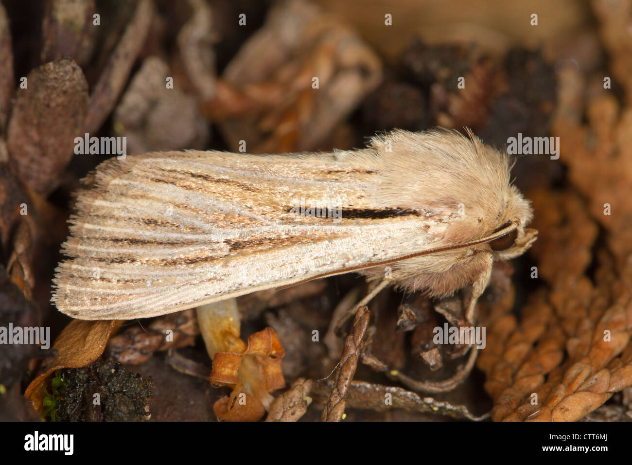Schulter Gestreift Stockfotos und -bilder Kaufen - Alamy