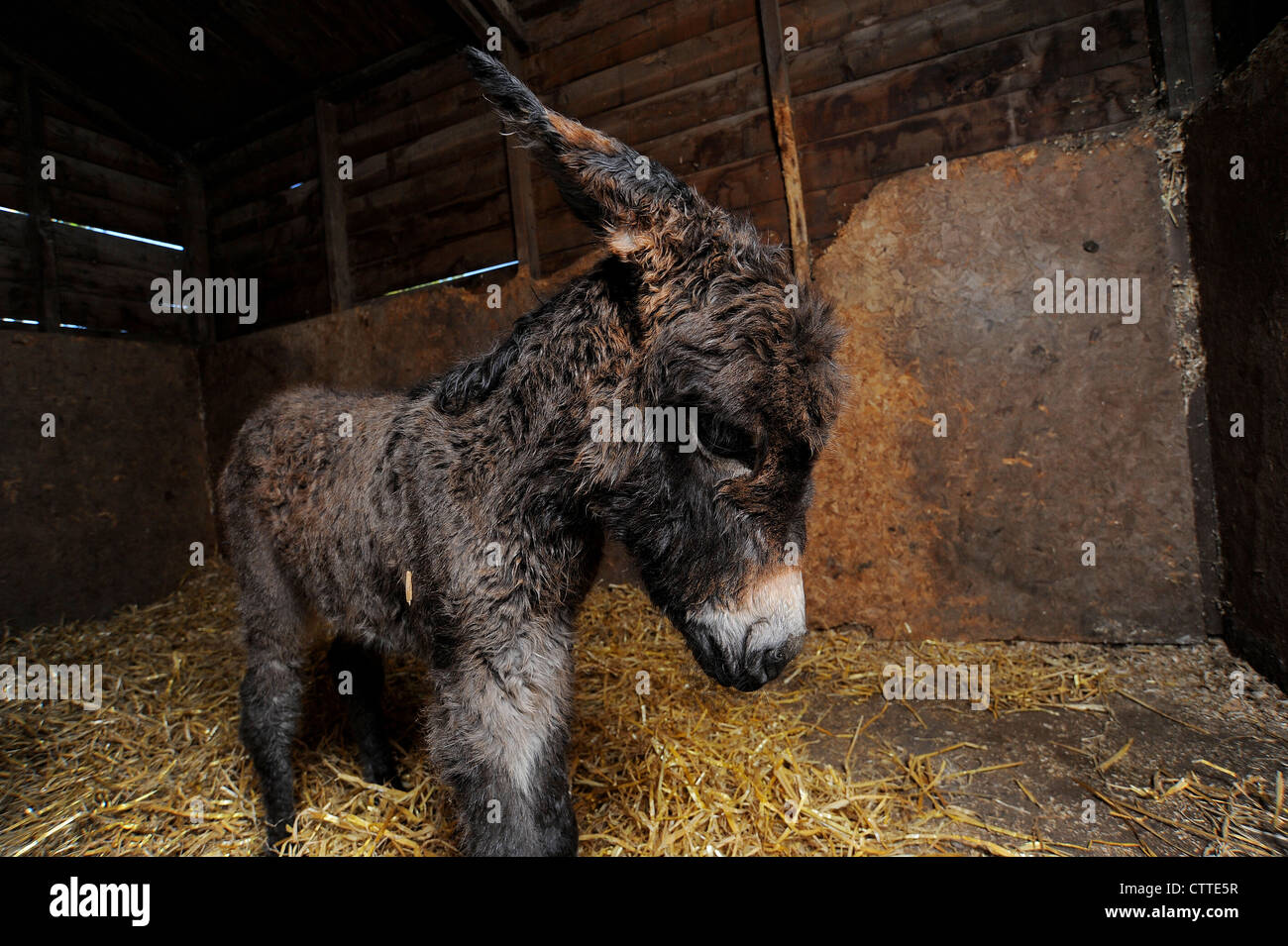 Baby donkey -Fotos und -Bildmaterial in hoher Auflösung – Alamy