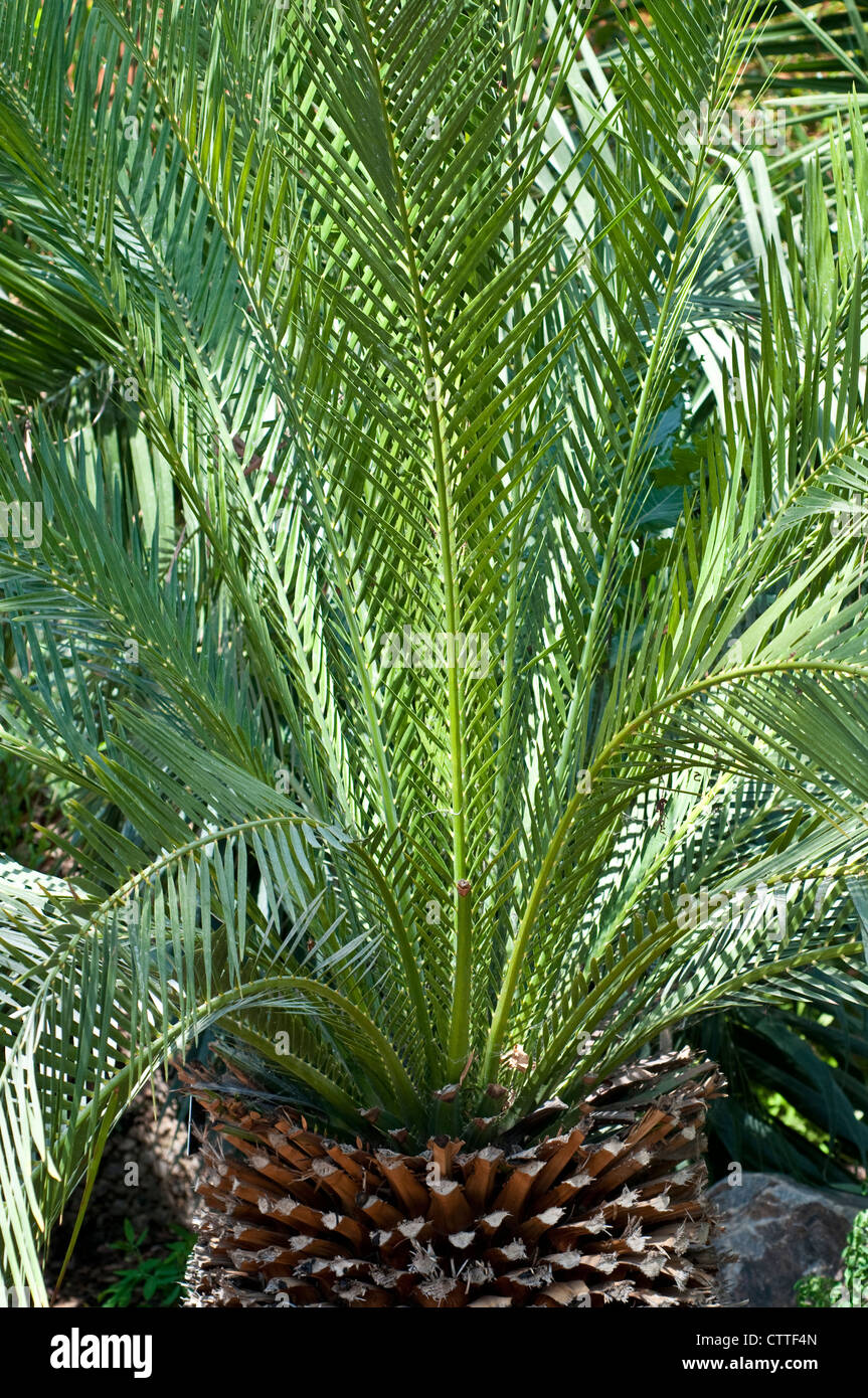 Macrozamia moorei -Fotos und -Bildmaterial in hoher Auflösung – Alamy