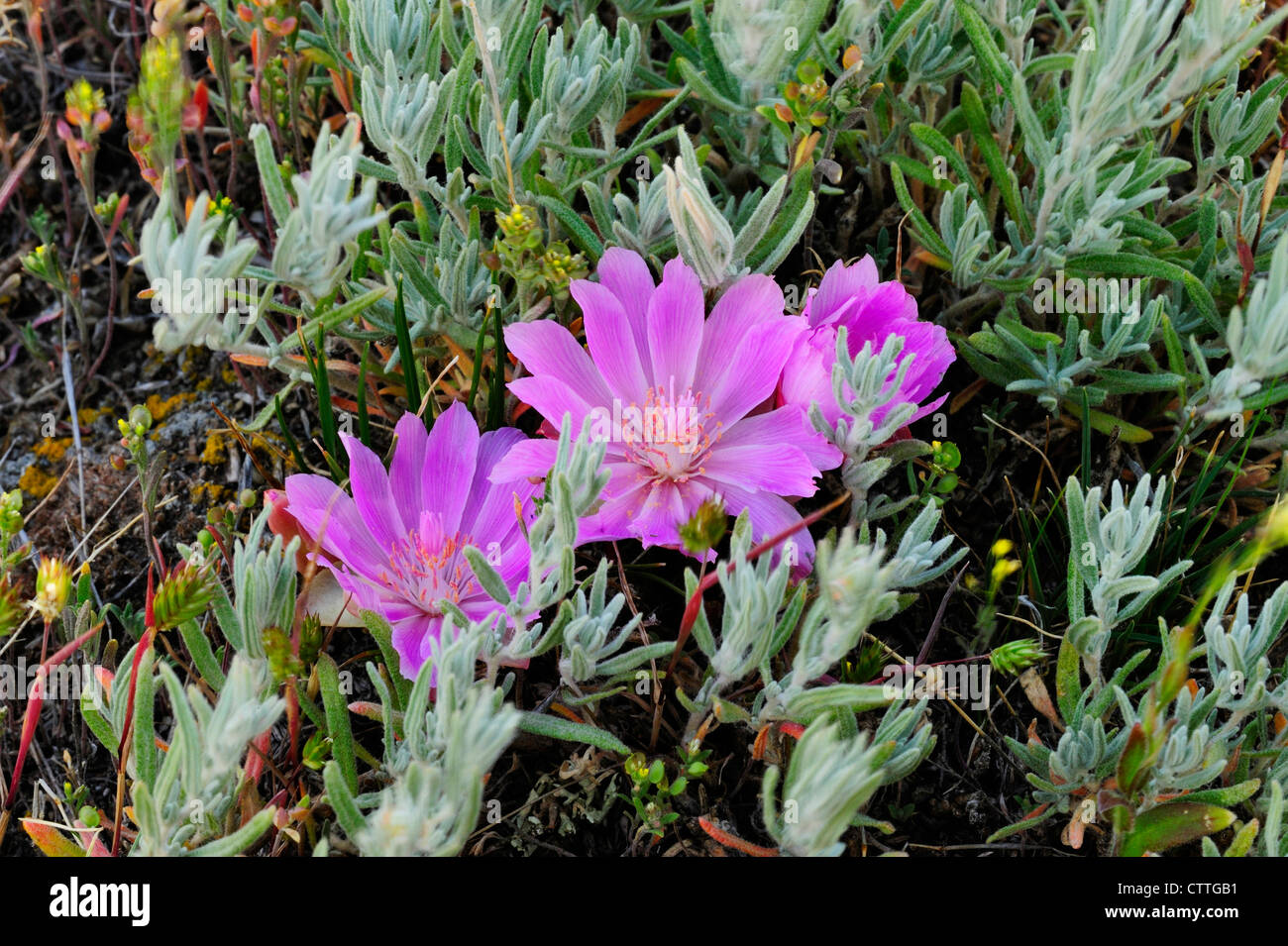 Lewisia rediviva -Fotos und -Bildmaterial in hoher Auflösung – Alamy