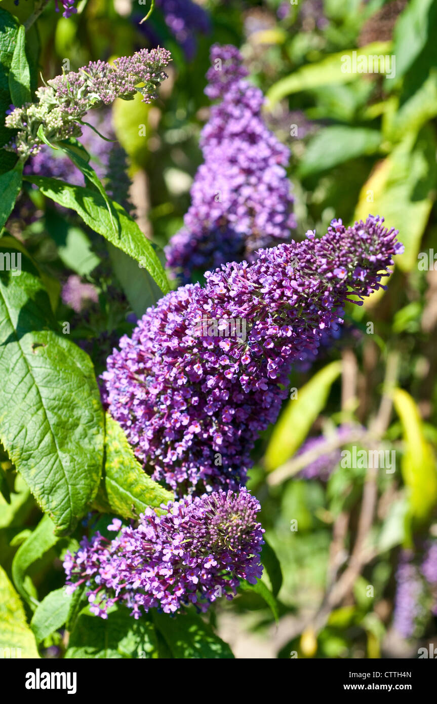 Buddleja davidii -Fotos und -Bildmaterial in hoher Auflösung – Alamy
