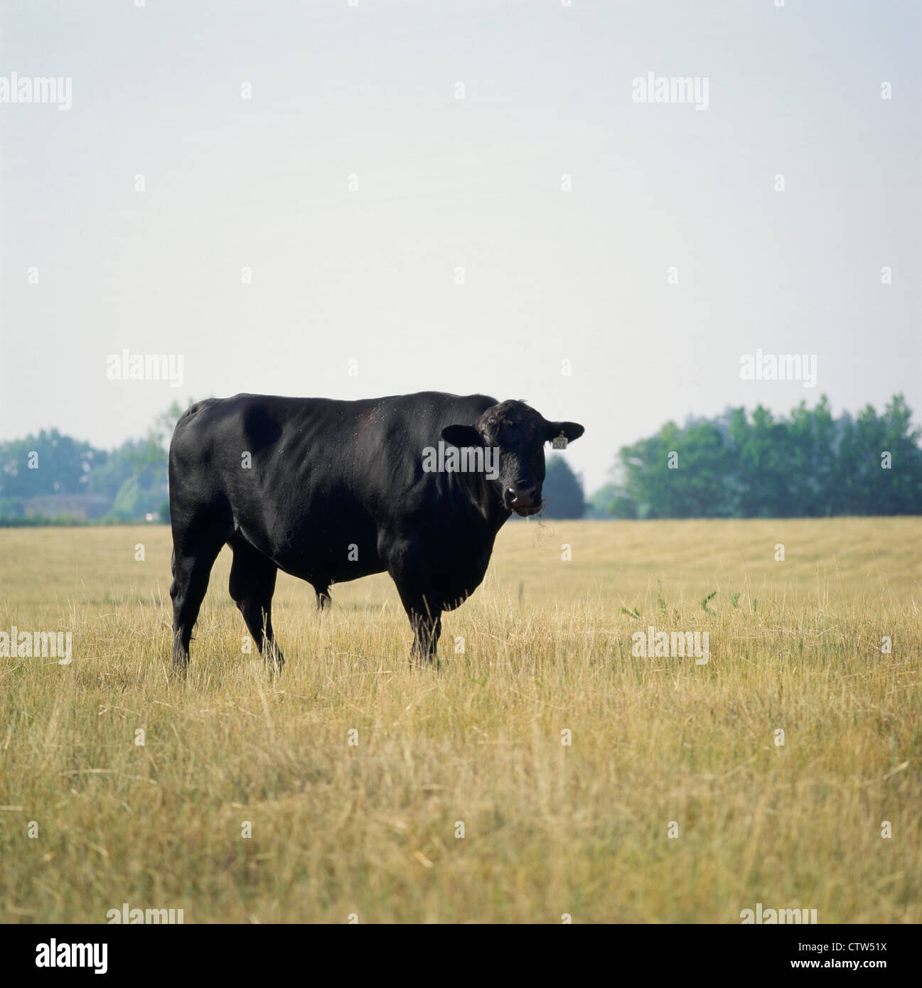 Angus bull -Fotos und -Bildmaterial in hoher Auflösung – Alamy