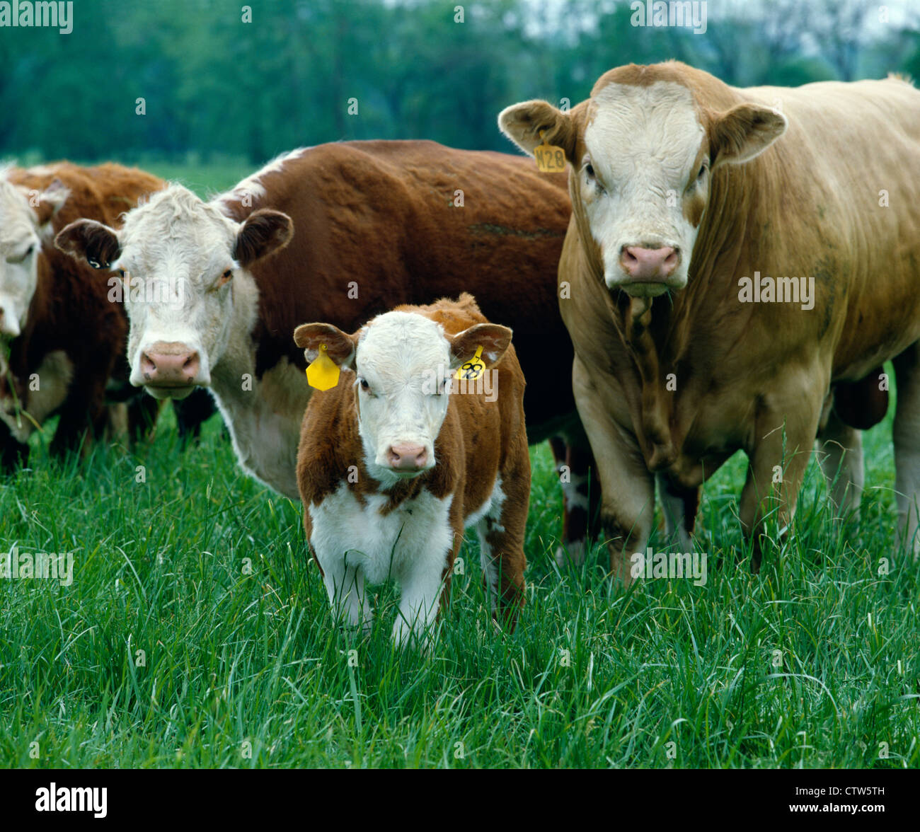 Bull Cow Bovine Cows Cattle Stockfotos und -bilder Kaufen - Alamy